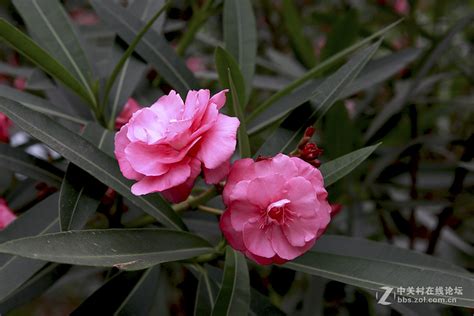 夹竹桃 中关村在线摄影论坛