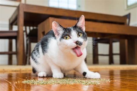Pet Photographer Captures Cats Going Crazy For Catnip