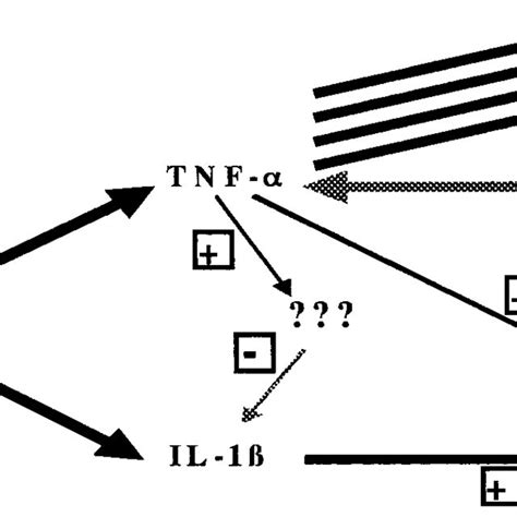 Schematic Representation Of The Roles Of Tnf Il 1 And Il 10 During Download Scientific