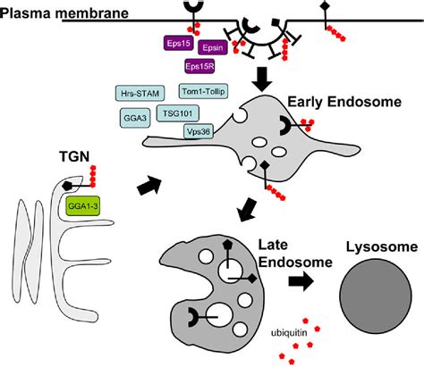 Figure 1 From Ubiquitin Dependent Sorting Of Integral Membrane Proteins
