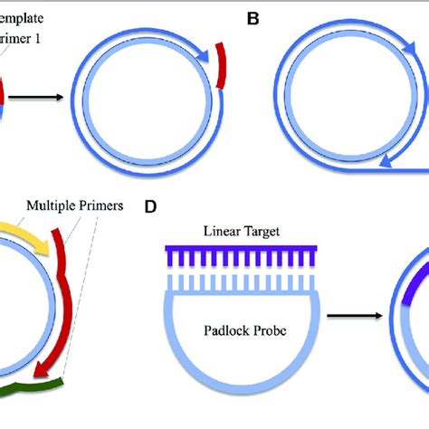 A Comparison Of The Various Types Of Rolling Circle Amplification