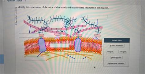 Solved Identify The Components Of The Extracellular Matrix