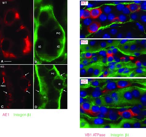 Fig S2 Staining For β1 Integrin In Intercalated Cells In Wt And Download Scientific Diagram