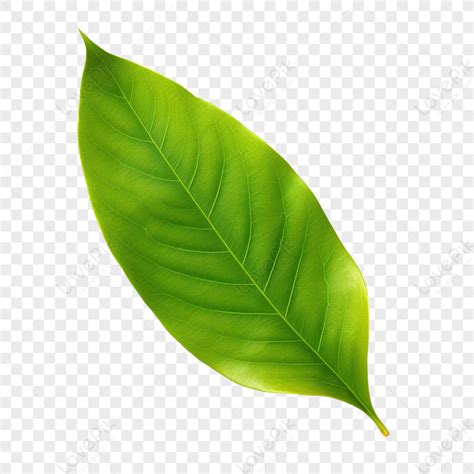 클리핑 패스가 있는 격리된 심황 잎공장외딴 Png 일러스트 무료 다운로드 Lovepik