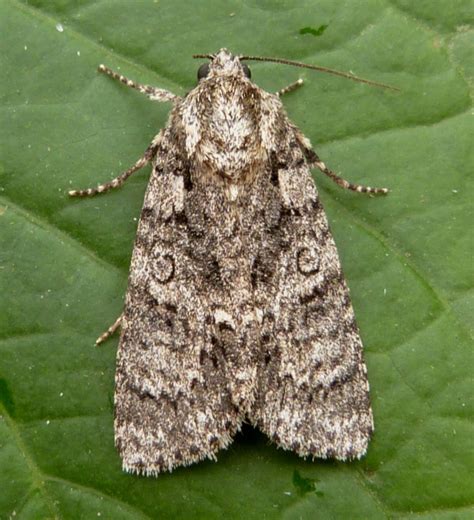 Knot Grass Naturespot
