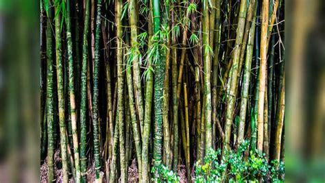 Bamboo