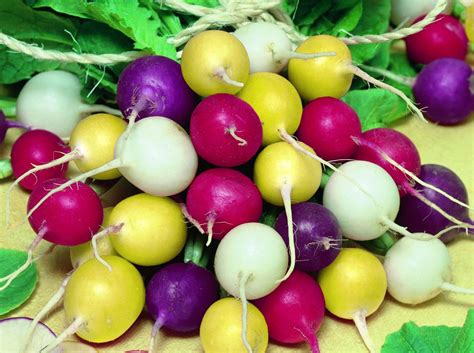 Radish Easter Egg Colour Seeds Most Popular Seeds