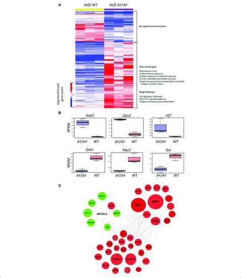 Nrf2 Alters The Basal Level Of Isgs In Murine Macrophages Comparison