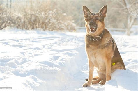 개는 눈 속에서 재생됩니다 화창한 날에는 독일 셰퍼드 개와 함께 겨울 산책을 즐겨보세요 0명에 대한 스톡 사진 및 기타 이미지 Istock