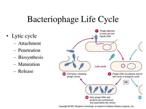 Ppt Bacteriophage Life Cycle Powerpoint Presentation Free Download Id 202492