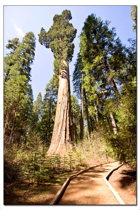 Calaveras Big Trees Sp