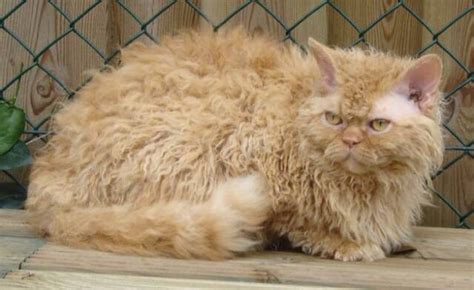 Selkirk Rex Cat This Breed Has Curly Hair Grey Cat Breeds Devon