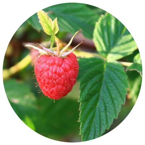 Red Raspberry Leaf Rubus Idaeus Absolute Rising Sun Botanicals