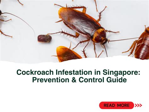 Cockroach Infestation In Singapore Prevention And Control Guide