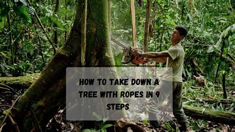9 Steps To Take Down A Tree With Ropes 5 Must Haves