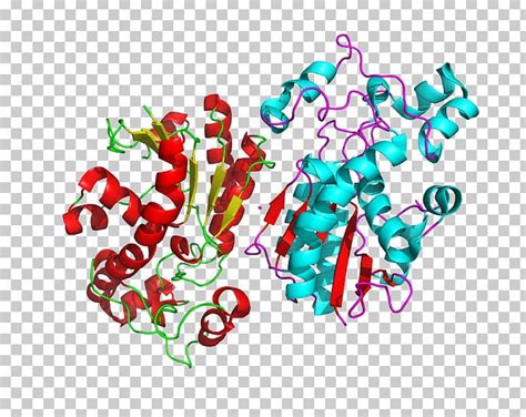 Bisphosphoglycerate Mutase 3 Phosphoglyceric Acid 2 Png Clipart