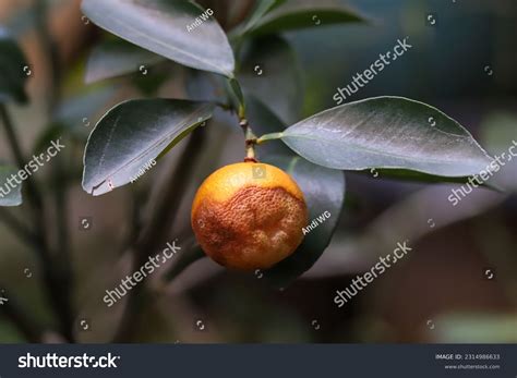 Orange Detection Object Detection Dataset And Pre Trained Model By Cat Detection