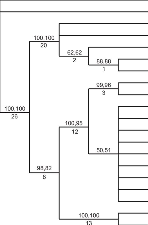 Bootstrap Consensus Phylogeny Depicting The Relationships Of The Genus