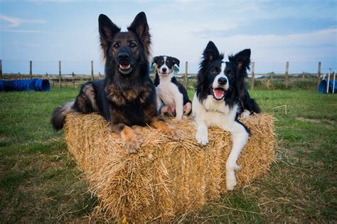 Dog And Puppy Training Classes Scdt Online