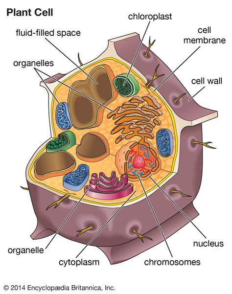 The Ultimate Guide To Labster Cell Structure Answers Everything You