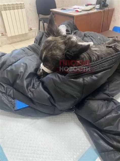 🫣Хозяйка выбросила на помойку питомца которого Глазов 18