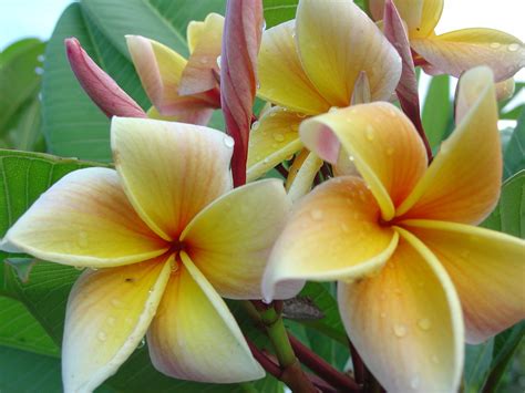 Penang Peach Plumeria