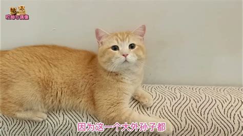捡来的小橘猫太贱了，对哪只大猫都想踩两脚摁两下，这家被它搅乱 Youtube