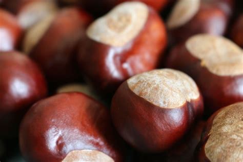 Drivers Warned To Keep Conkers In Their Cars Or Risk £2 500 Fine