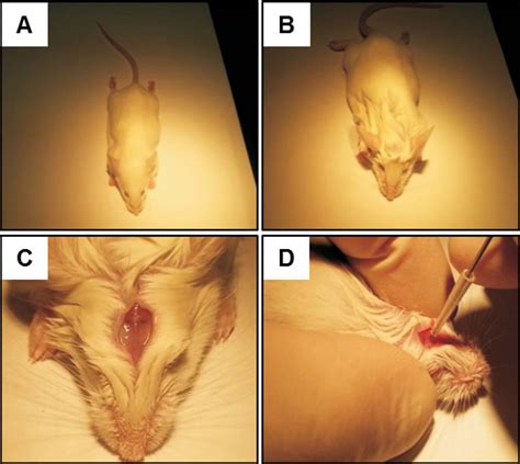 Figure 2 From Development Of A Novel Frontal Bone Defect Mouse Model
