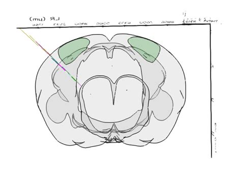 probes show up on one plane with 100 micrometer brain atlas · issue 47