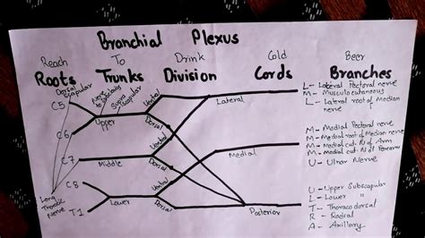 Brachial Plexus Easiest Way To Remember Youtube
