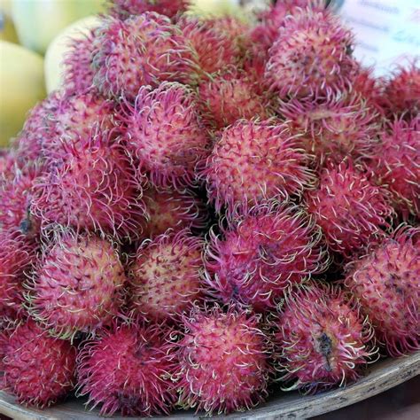 200 Free Jardin Rambutan And Nature Images Pixabay
