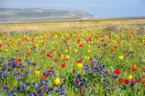 Растительный мир степи - фото и картинки: 68 штук