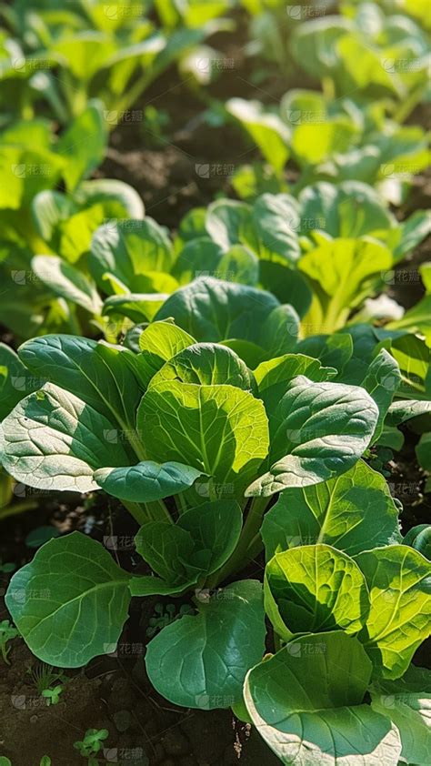 果蔬系列 通用 写实单品类蔬菜组合铺满大自然户外背景图片素材 花瓣网