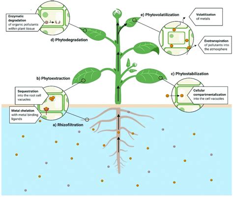 Phytoremediation Water