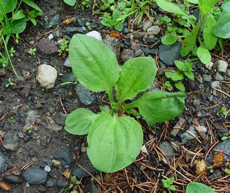 Plantago; Tanchagem; Erva-das-Pulgas; Erva-Pulgueira; Zaragatoa