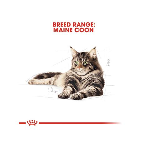 Royal Canin Maine Coon Adult 10kg Dry Cat Food - Online Pet Shop ...