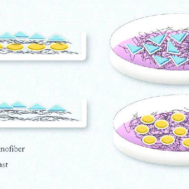 Schematic Representation Of Adipose Derived Stem Cells ASCs And