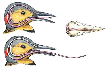 A Few Fascinating Facts About Woodpecker And Human Tongues John M
