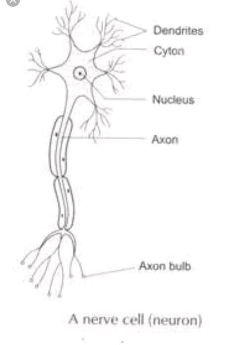 Make A Sketch Of The Human Nerve Cell What Function Do Nerve Cells