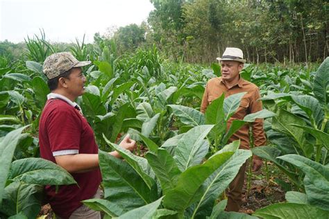 Perkuat Peran Bumd Taru Martani Panen Tembakau Di Bantul Dan Sleman
