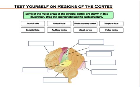 Regions Of The Cortex Diagram Quizlet Regions Of The Cortex Diagram Quizlet