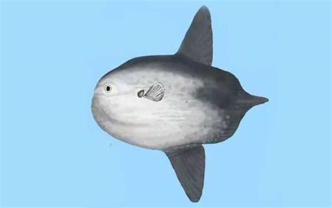 翻车鱼为什么没人吃？ 酷钓鱼