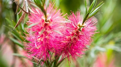 21 Types Of Trees With Pink Flowers For Your Home Or Garden