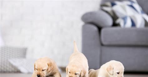 A Guide To Your Lab Puppy S Schedule First Weeks