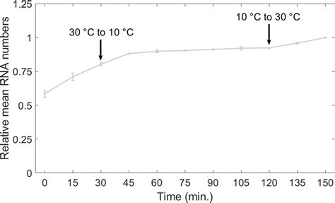 Mean RNA Numbers In Individual Cells Relative To The Last Time Moment Download Scientific