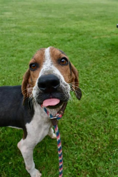 Treeing Walker Coonhound Facts You Should Know With Pictures