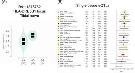 Eqtl Analysis For Rs111378762 In The Hla‐drb5 Load Gwas Locus A