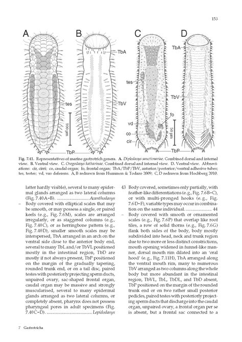 Guide To The Identification Of Marine Meiofauna Veldshop