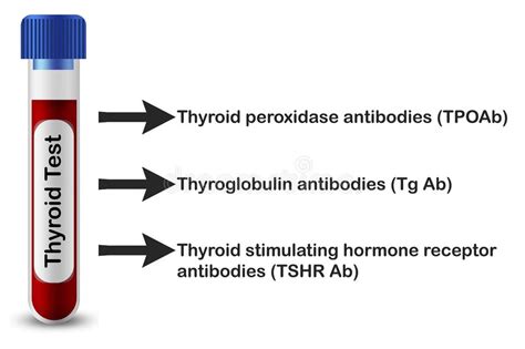 Thyroid Profile Test Concept With Test Stock Illustration Illustration Of White Hashimoto